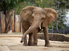 Elephant In Zoo Free Stock Photo - Public Domain Pictures
