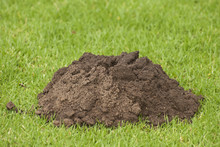 Mole Pile Free Stock Photo - Public Domain Pictures