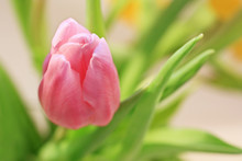 Pink Tulip Close-up Free Stock Photo - Public Domain Pictures