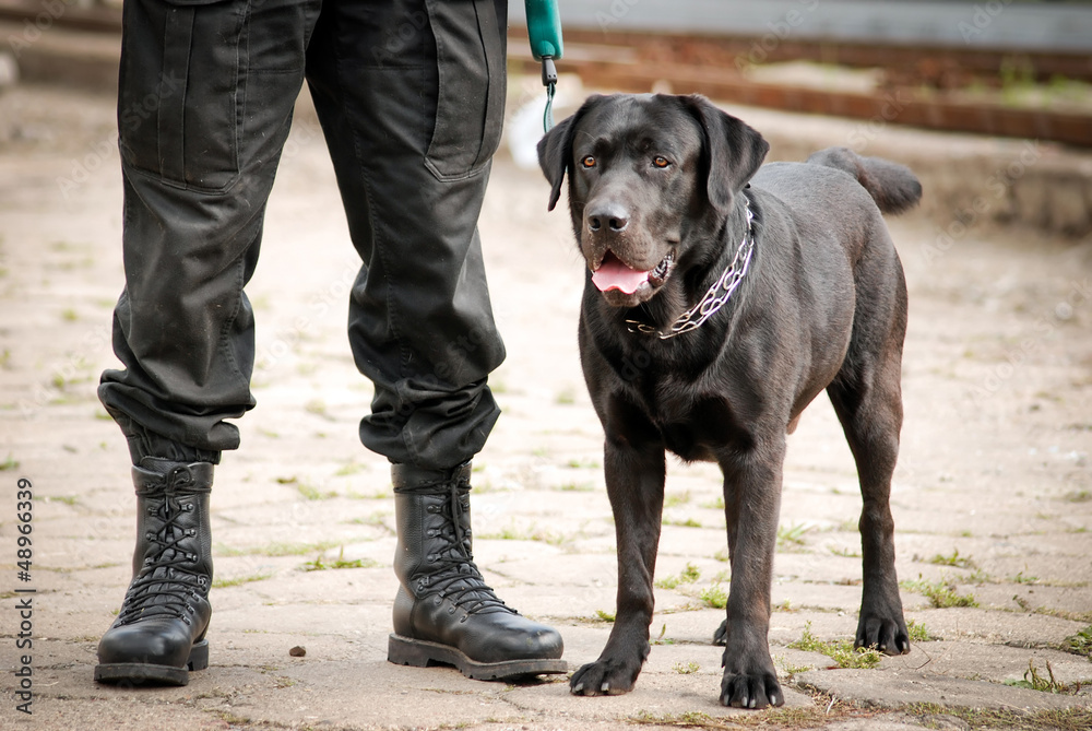 black Labrador Retriever police dog with police officer Stock Photo ...