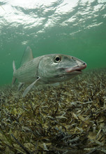 Bonefish Free Stock Photo - Public Domain Pictures