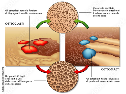 osteoblasti & osteoclasti vettoriale Stock | Adobe Stock