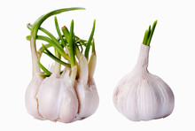 Sprouting Garlic Free Stock Photo - Public Domain Pictures