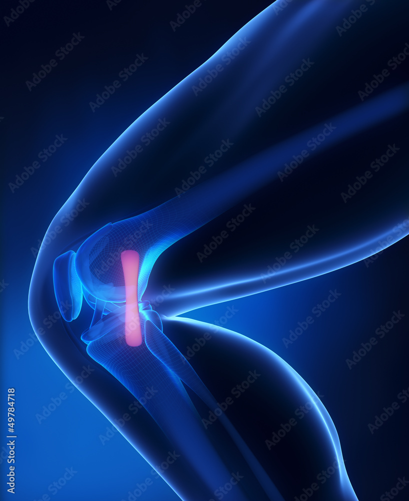 Medial ligament knee anatomy Stock Illustration | Adobe Stock