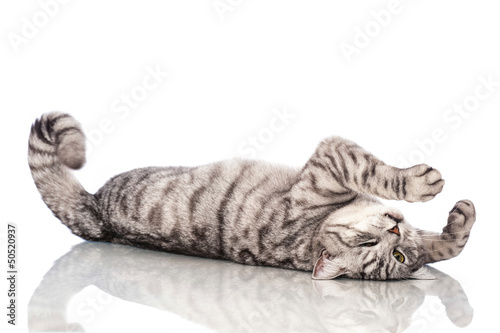 Liegende Katze - Lying cat – kaufen Sie dieses Foto und finden Sie ... Liegende Katze - Lying cat – kaufen Sie dieses Foto und finden Sie ...