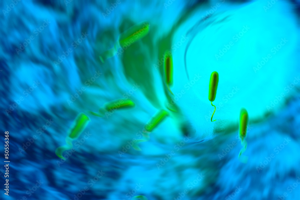 Gram-negative rod-shaped bacteria have a single polar flagellum Stock ...