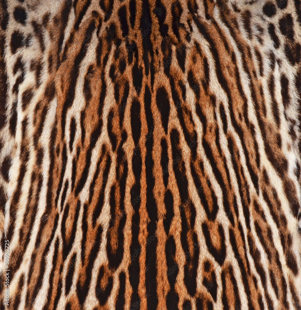 real skin of ocelot texture Stock Photo | Adobe Stock