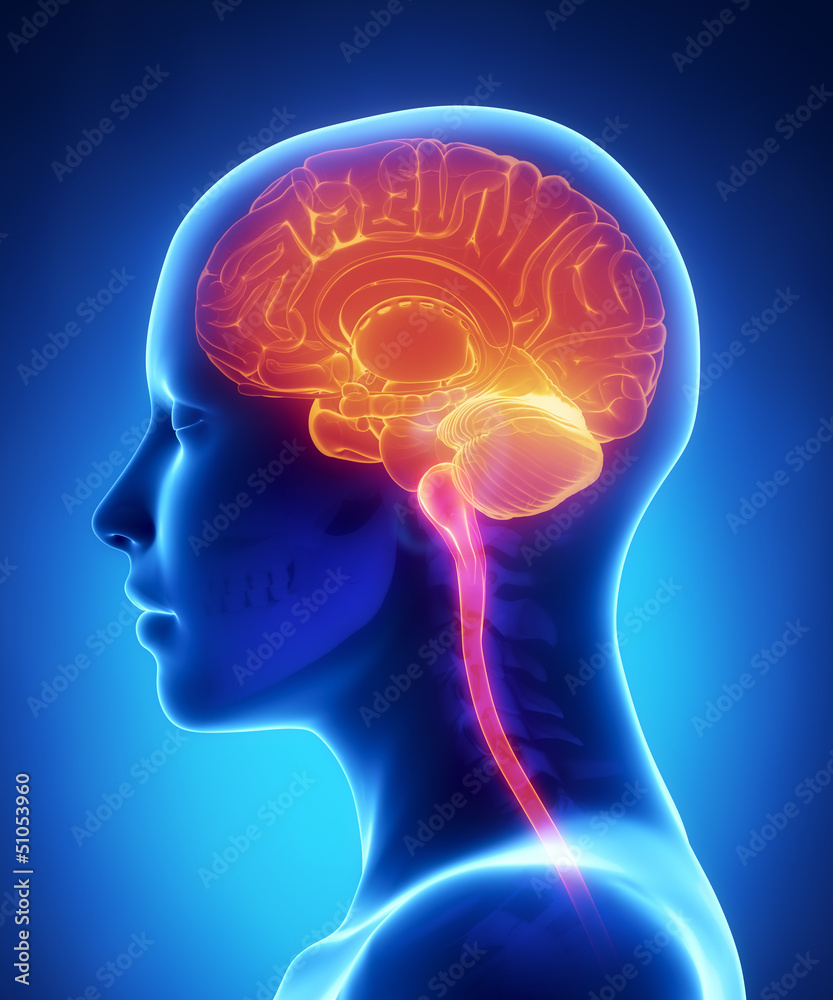 Female brain x-ray anatomy Stock Illustration | Adobe Stock