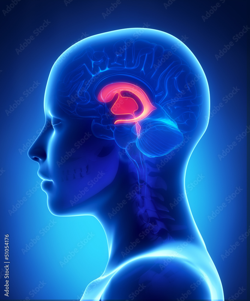 Front ventricles - female brain anatomy lateral view Stock Illustration ...