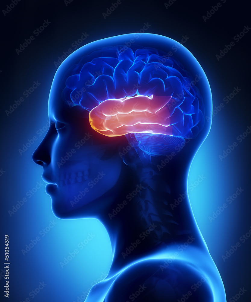 Temporal lobe - female brain anatomy lateral view Stock Illustration ...
