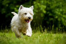 Dog Running, Westie Free Stock Photo - Public Domain Pictures