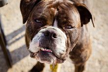 English Bulldog Close-up Portrait Free Stock Photo - Public Domain Pictures