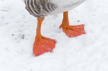 Geese Feet Free Stock Photo - Public Domain Pictures