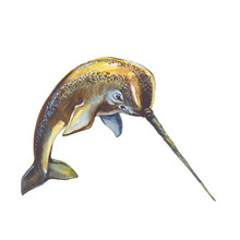 Narwhal Isolated Free Stock Photo - Public Domain Pictures