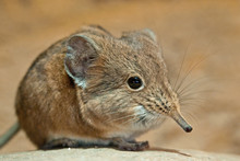 Elephant Shrew Free Stock Photo - Public Domain Pictures