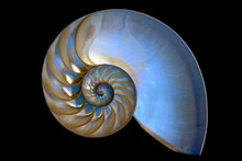 Fractal Seashell Free Stock Photo - Public Domain Pictures
