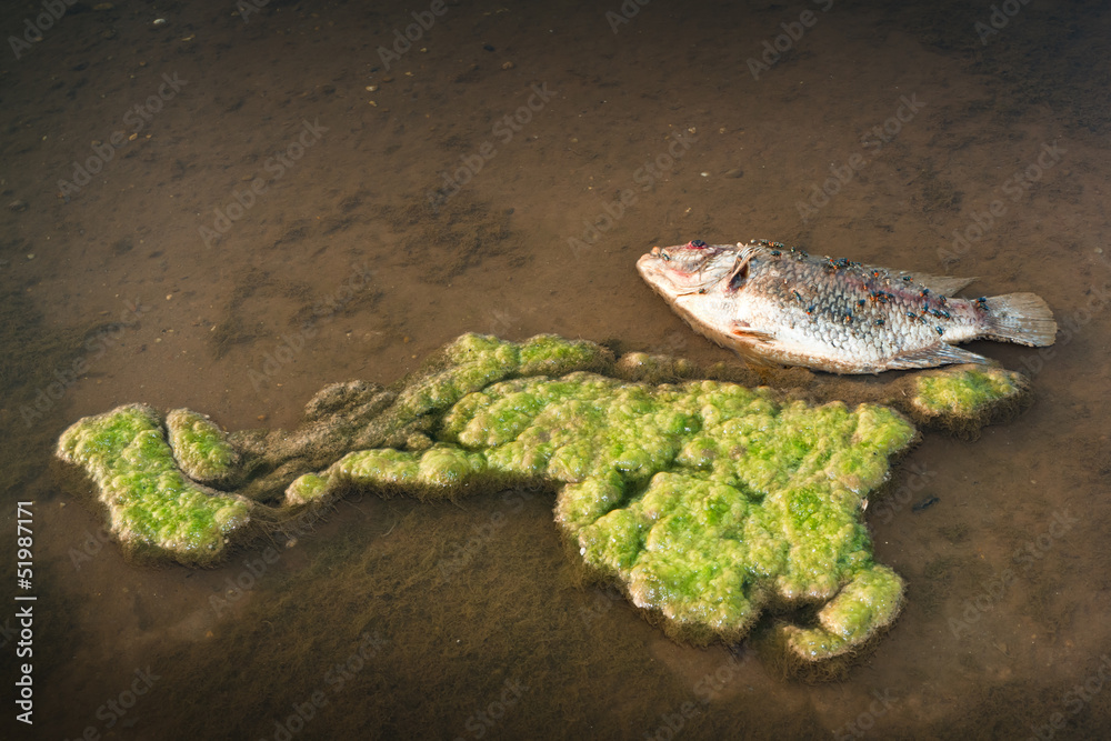 Dead fish in the water algae. Stock Photo | Adobe Stock