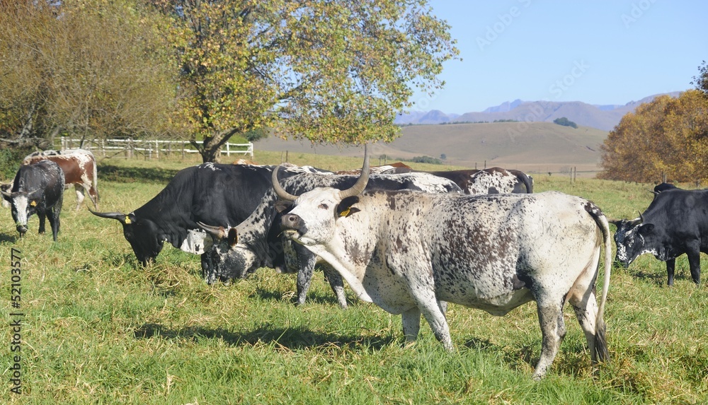 NGUNI cattle. A breed of hardy indigenous african cattle Stock Photo ...