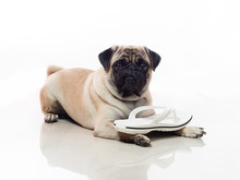 Pug Dog And Shoes Free Stock Photo - Public Domain Pictures