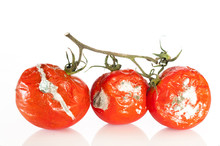 Rotten Tomatoes Free Stock Photo - Public Domain Pictures