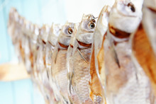 Dried Mummified Fish Free Stock Photo - Public Domain Pictures