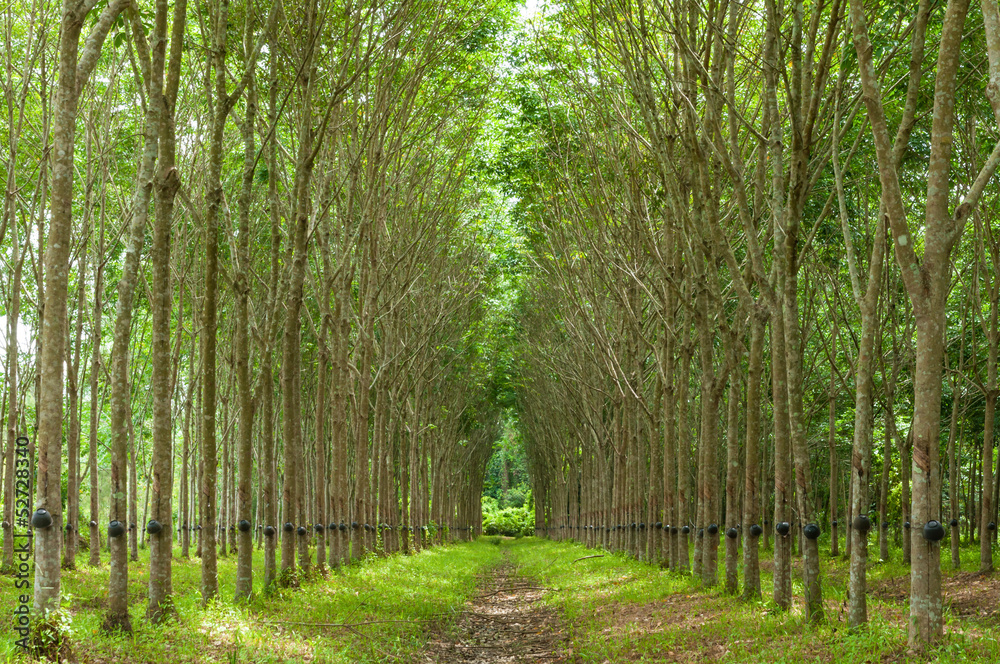 Rubber tree background Stock Photo | Adobe Stock