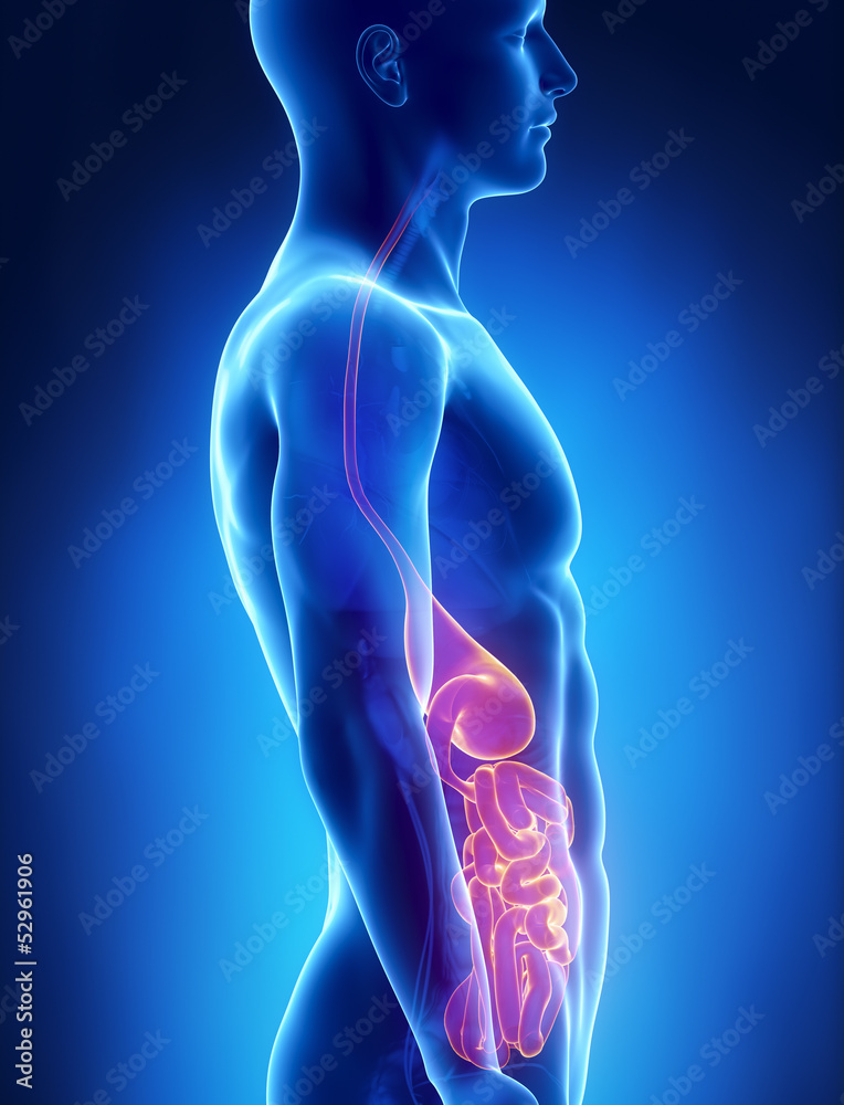 Stomach and intestine male anatomy lateral x-ray view Stock ...