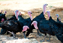 Two Tom Turkey In Field Free Stock Photo - Public Domain Pictures