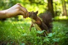 Squirrel Eating Seeds In Grass Free Stock Photo - Public Domain Pictures
