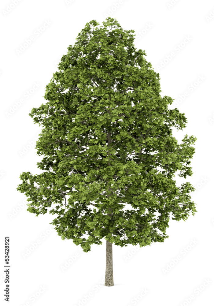 norway maple tree isolated on white background Stock Illustration ...