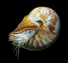 Nautilus Creature Free Stock Photo - Public Domain Pictures