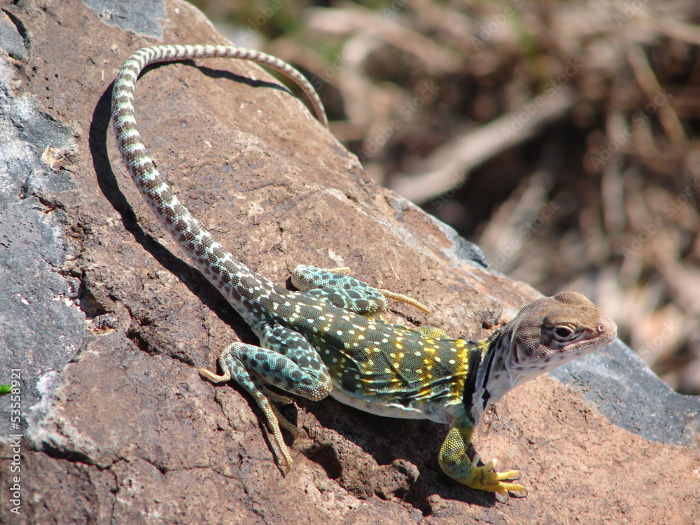 collared lizzard Stock Photo | Adobe Stock