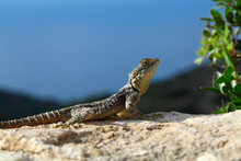 Lizard In The Sun Free Stock Photo - Public Domain Pictures