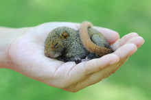 Baby Squirrel Free Stock Photo - Public Domain Pictures