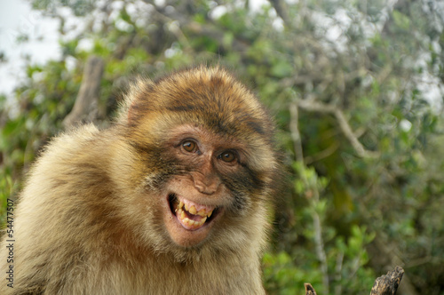 Laughing Monkey - Buy this stock photo and explore similar images at ...
