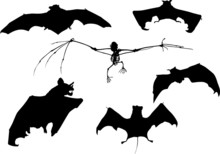Bat Skeleton Free Stock Photo - Public Domain Pictures