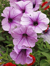 Cascading Purple Petunias Free Stock Photo - Public Domain Pictures