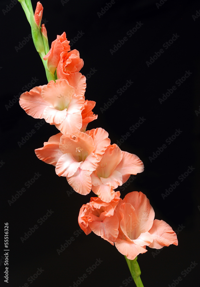 gladiola Stock Photo | Adobe Stock