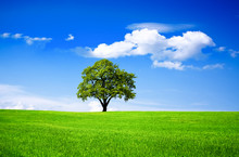 Tree Landscape Blue Sky Free Stock Photo - Public Domain Pictures