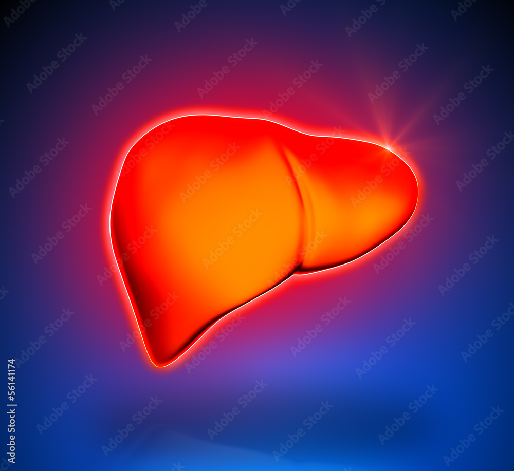 Liver - Internal organs - blue background Stock Illustration | Adobe Stock