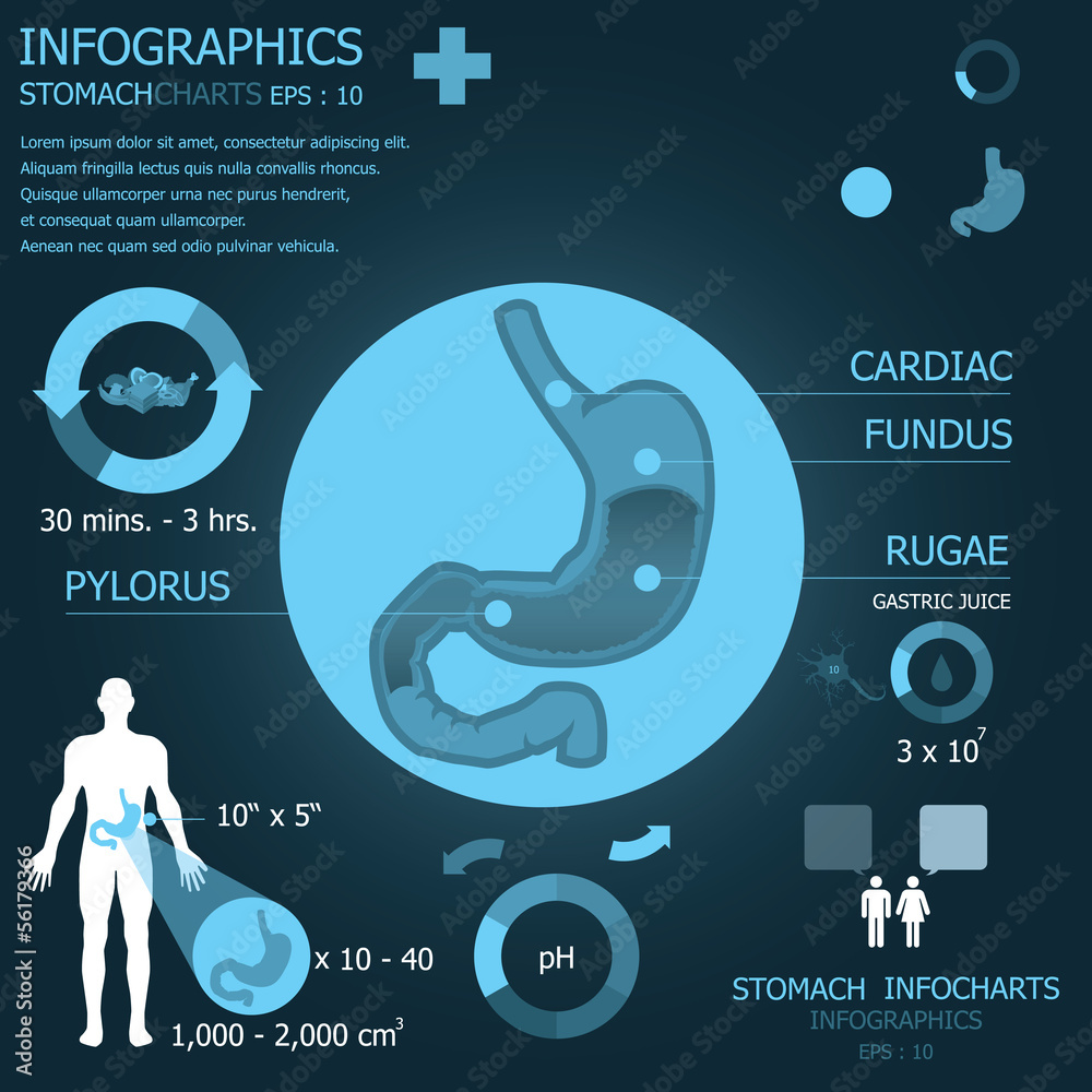 Stomach Infographic Infocharts Stock Vector | Adobe Stock
