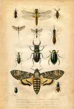 Vintage Insect Poster Free Stock Photo - Public Domain Pictures