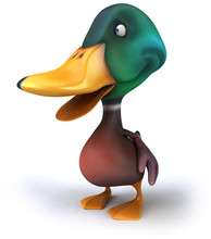 Barbarian Duck, Bird Free Stock Photo - Public Domain Pictures