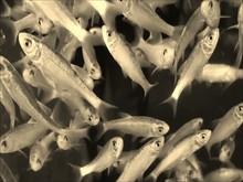 Busy Aquarium Fish Free Stock Photo - Public Domain Pictures