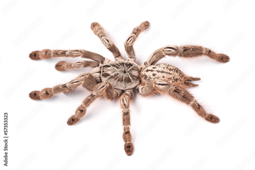 Tarantula spider, female (Heteroscodra maculata) Stock Photo | Adobe Stock
