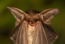 Bat Waves Free Stock Photo - Public Domain Pictures