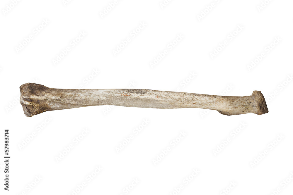 old bone isolated on white background Stock Photo | Adobe Stock