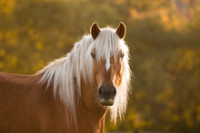 Ride A Haflinger Free Stock Photo - Public Domain Pictures
