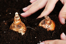 Caffenol Process Lily Free Stock Photo - Public Domain Pictures