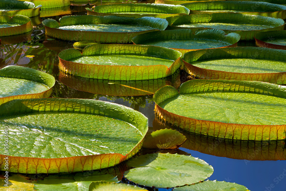 Victoria amazonica. Stock Photo | Adobe Stock